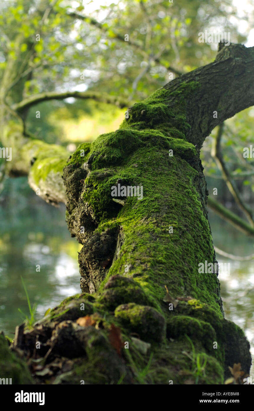 Moss growing on tree branch in woodland setting, England, UK Stock ...