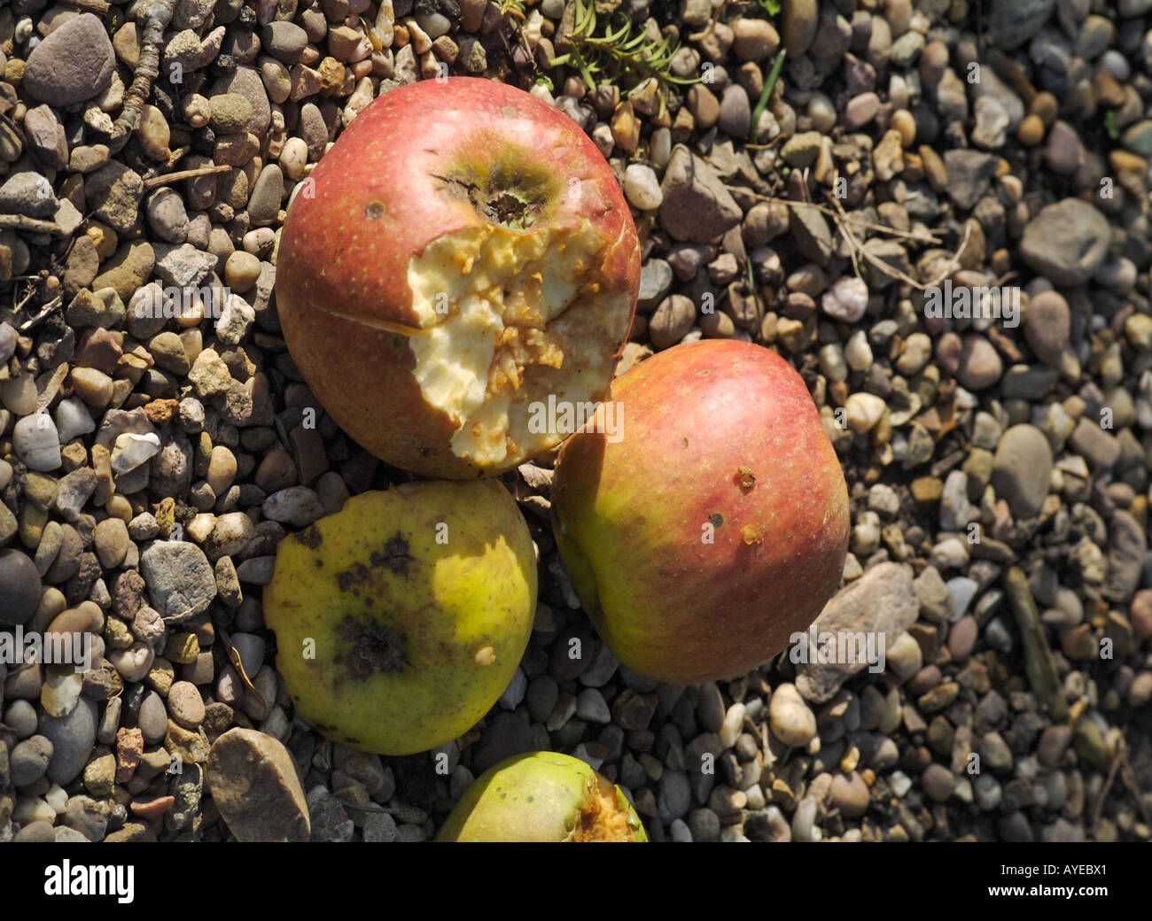 Fallen red English apples rot on the ground Stock Photo - Alamy