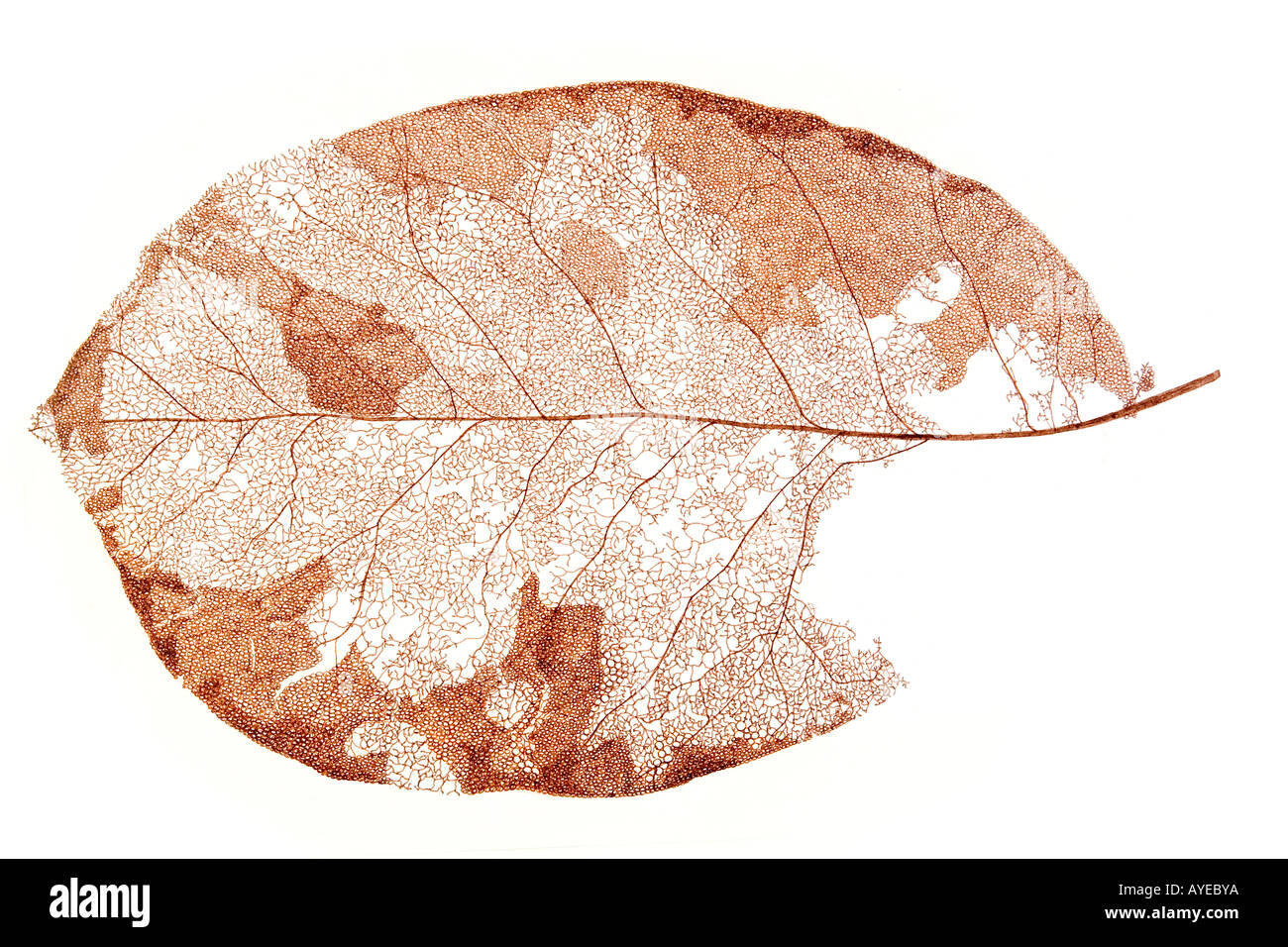 line illustration of decayed leaf structure Stock Photo - Alamy