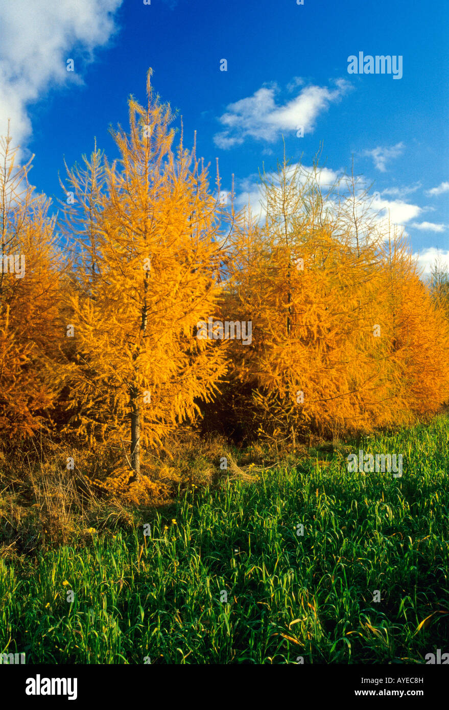 Larch (Larix Mill Stock Photo - Alamy