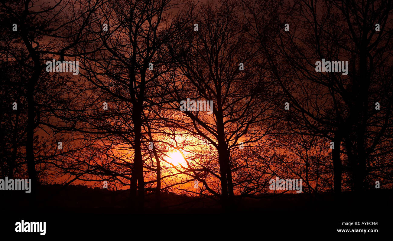 trees and sunset Stock Photo - Alamy