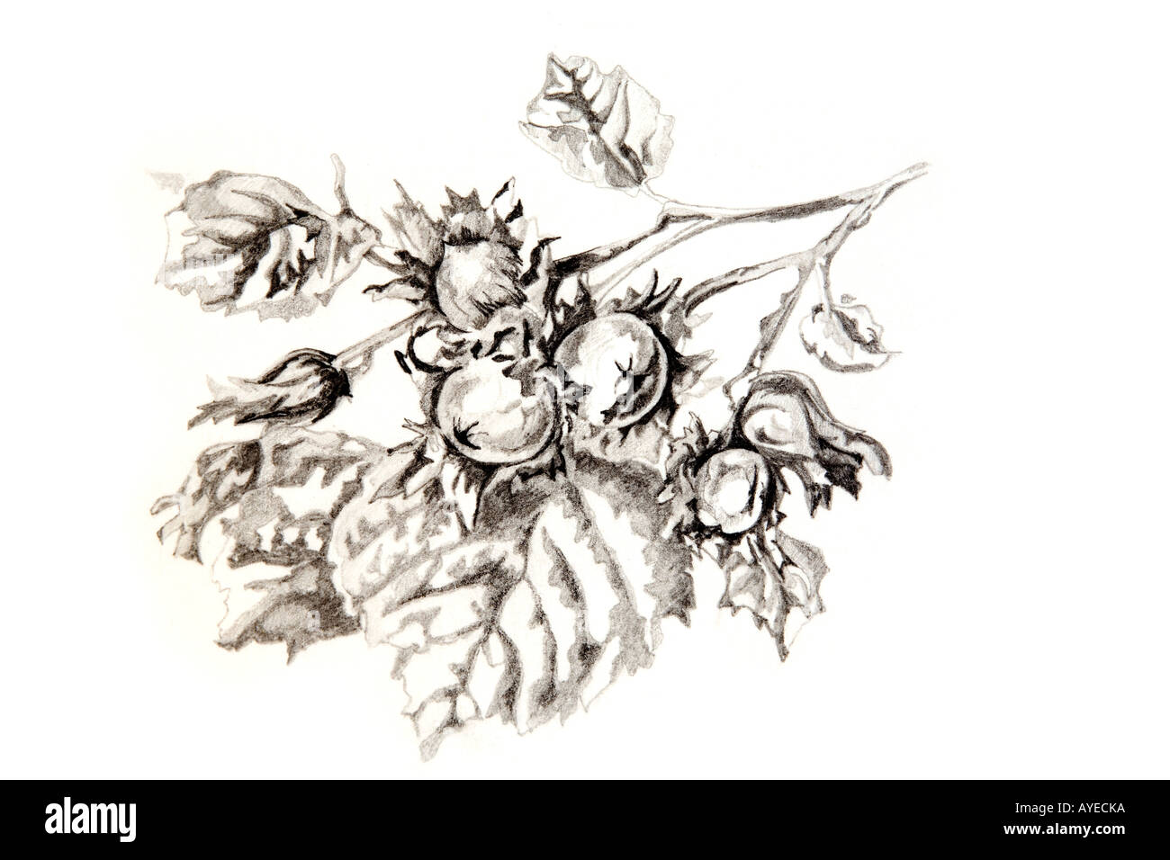 Hedgerow autumn Cut Out Stock Images & Pictures - Alamy