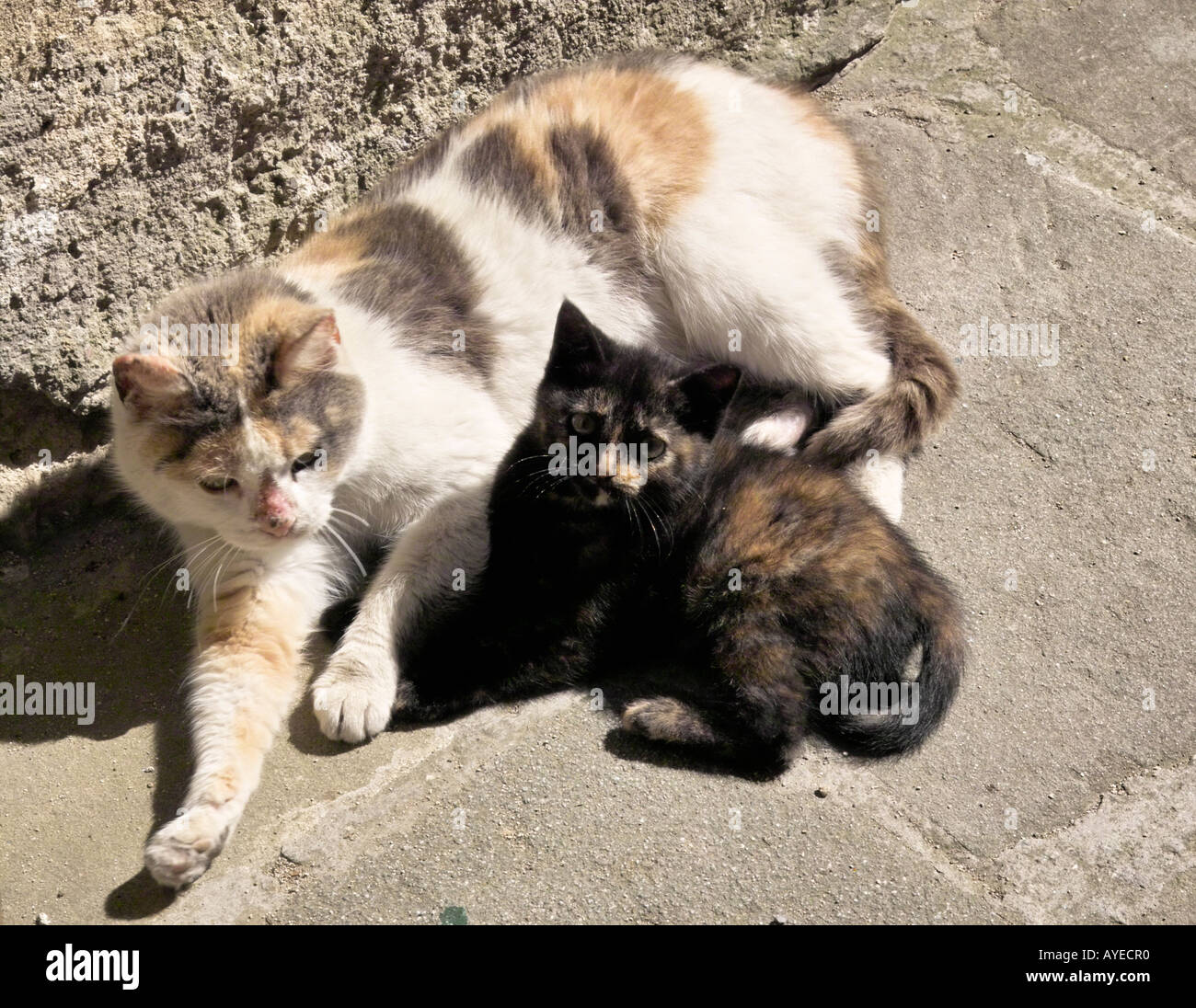 Feral cat and kitten, Tuscany, Italy Stock Photo - Alamy