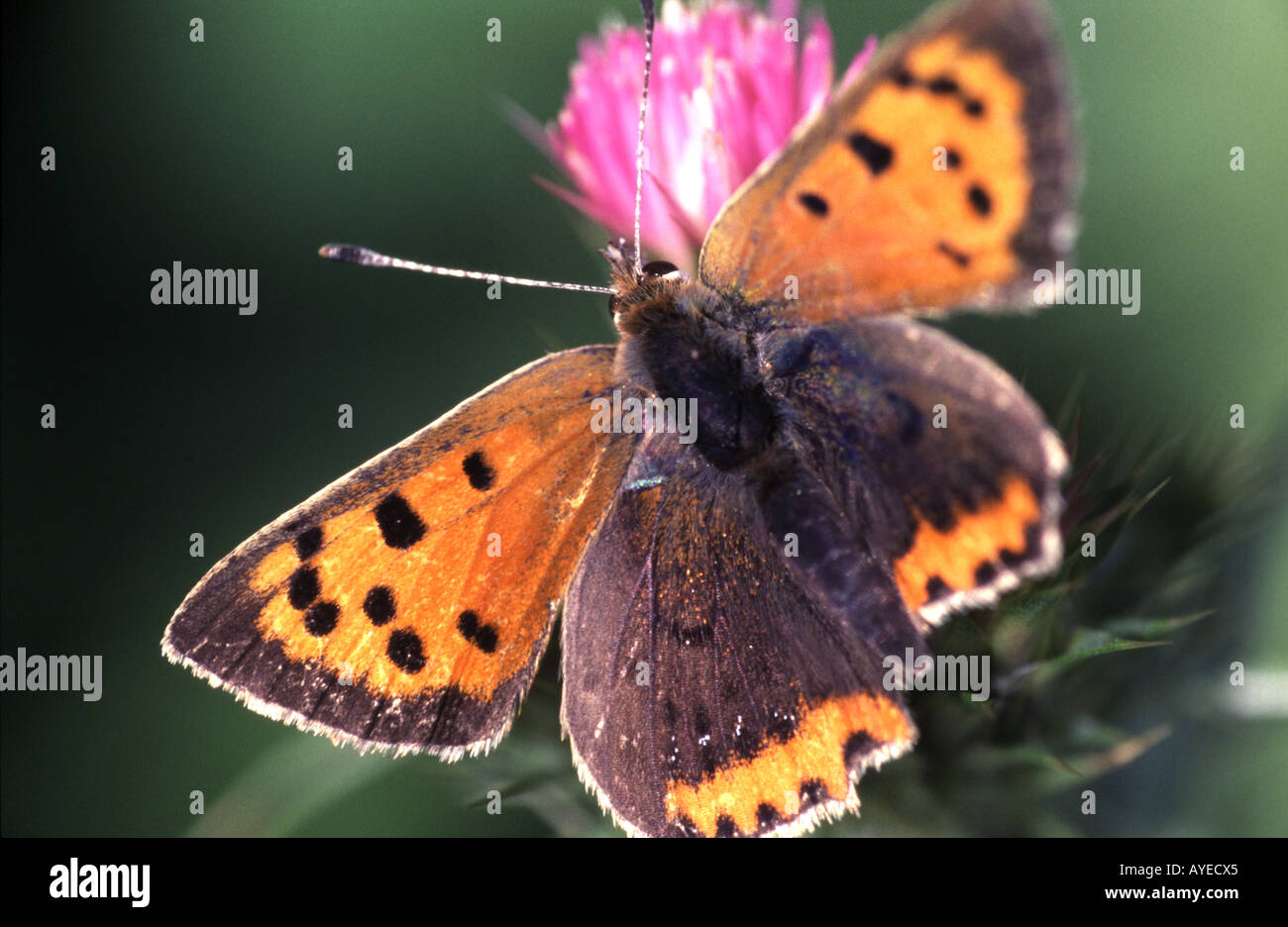 Small copper butterfly at rest hi-res stock photography and images - Alamy