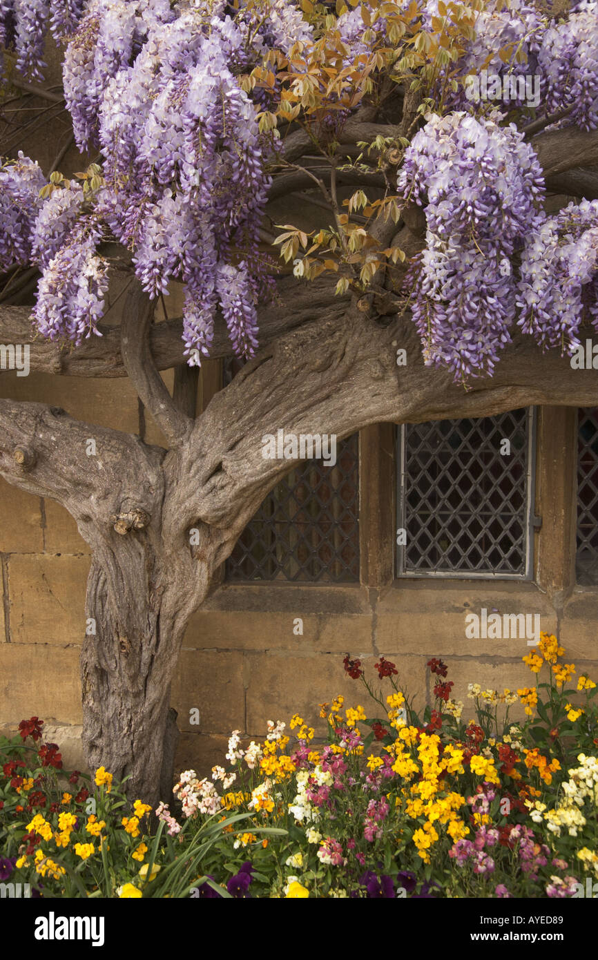 Wisteria cottage broadway hi-res stock photography and images - Alamy