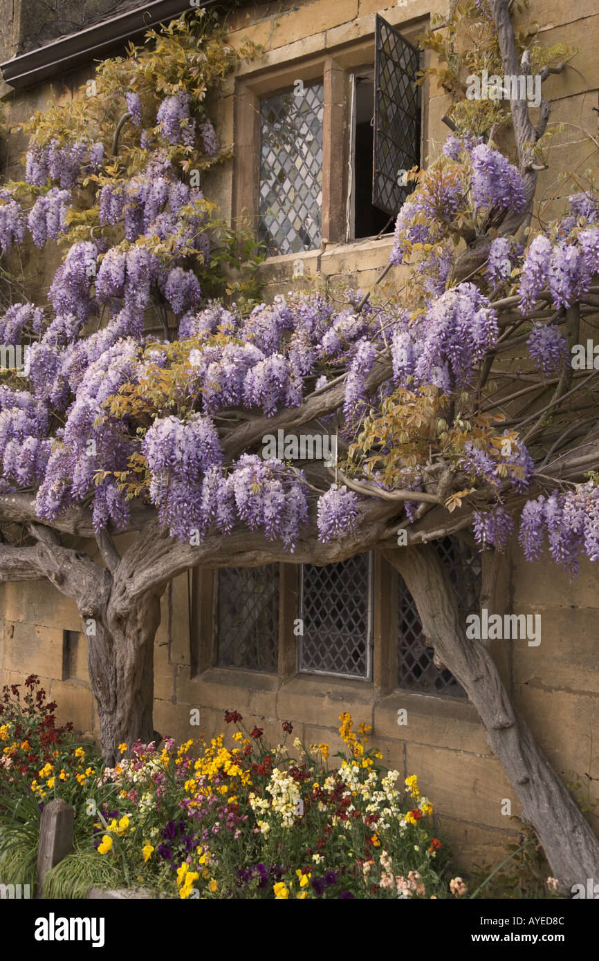 Wisteria cottage broadway hi-res stock photography and images - Alamy