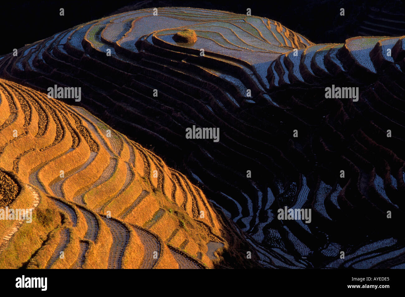 Landscape of rice terraces in the mountain Longsheng Guangxi Province ...