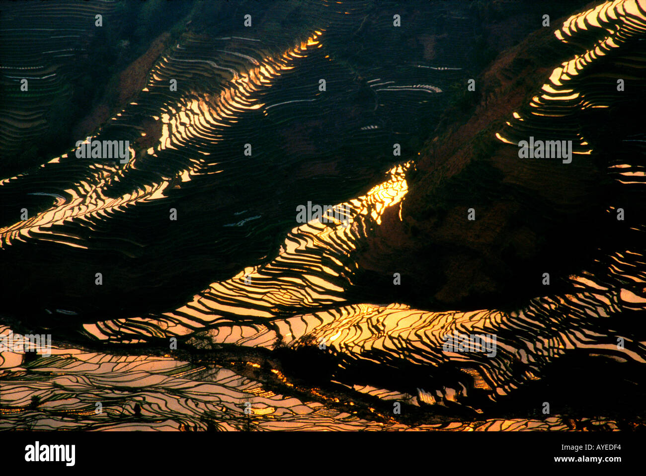 Water filled rice terraces under sunset Yuanyang Yunnan Province China ...
