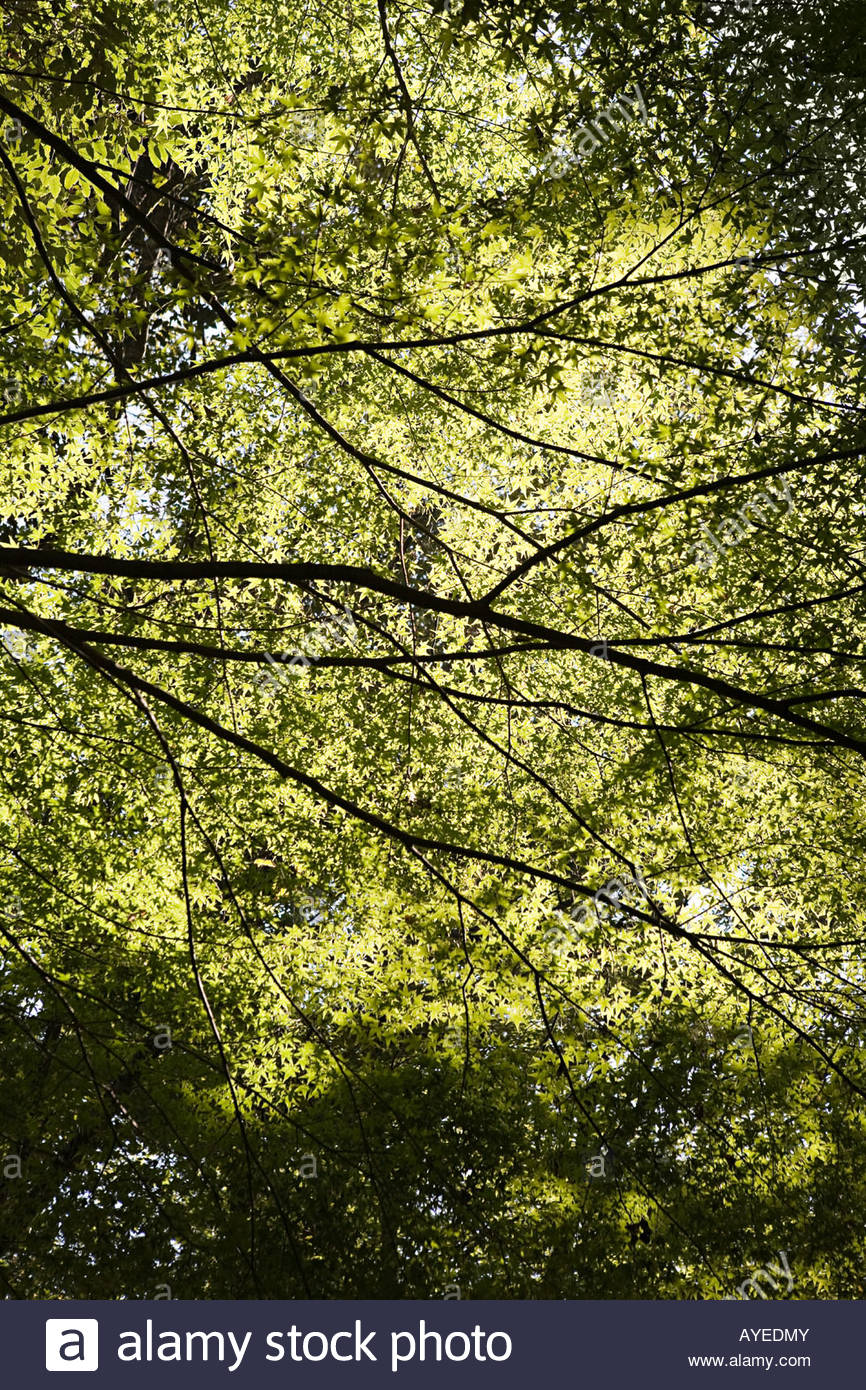 Shadow Of Trees Stock Photos & Shadow Of Trees Stock Images - Alamy