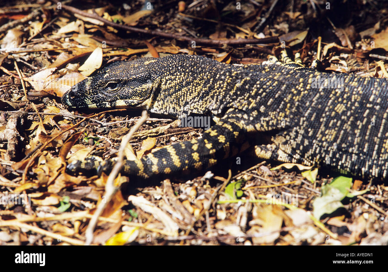Goana lizard hi-res stock photography and images - Alamy
