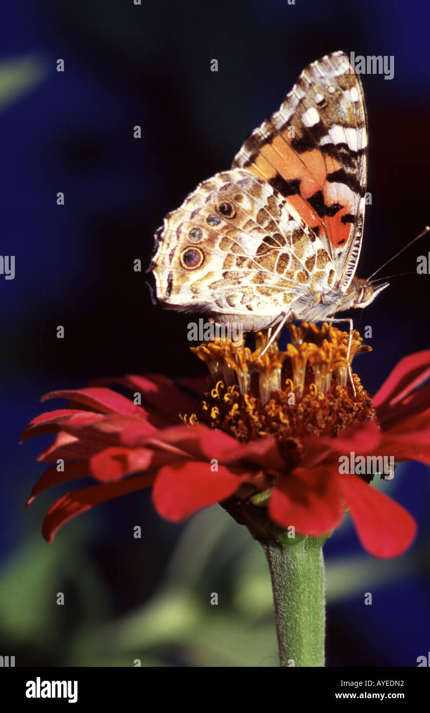 Butterfly closed wings feeding hi-res stock photography and images - Alamy