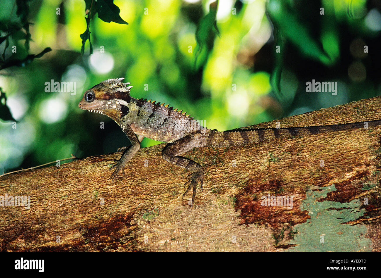 A lizard at Daintree Rainforest Stock Photo - Alamy