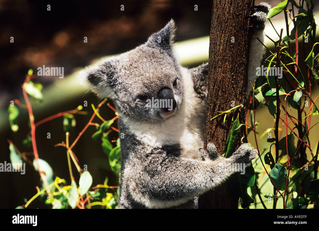 Koala climbing a tree at Currumbin Wildlife Sanctuary which is home to ...