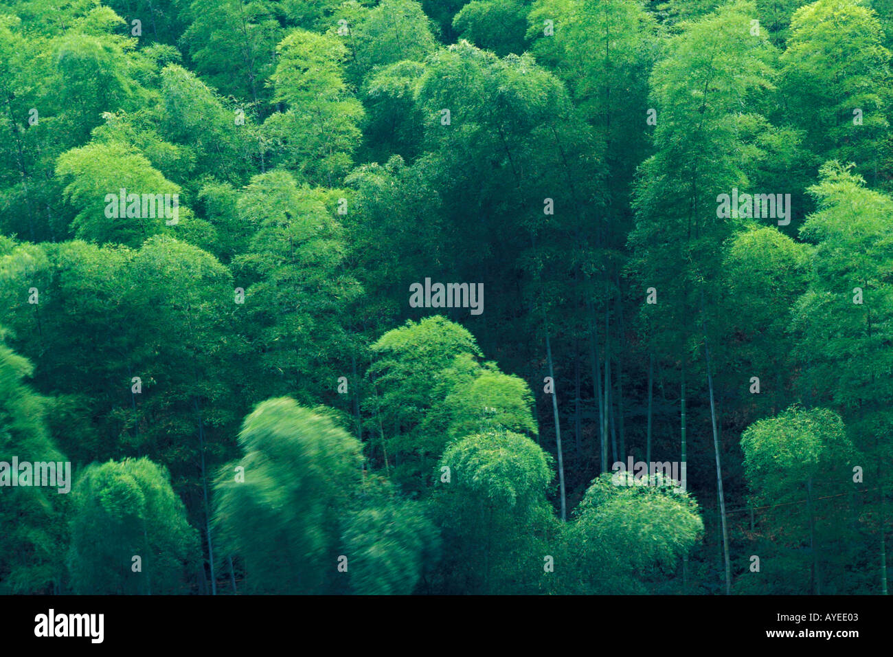 Bamboo forest in Mt Huangshan Yellow Mountain Anhui Province China ...