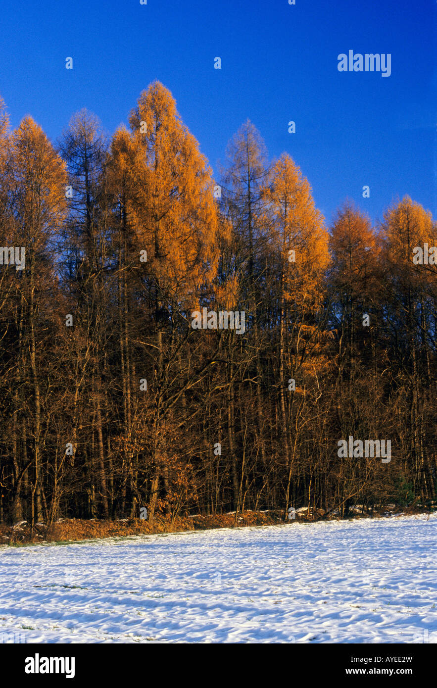Larch (Larix Mill Stock Photo - Alamy