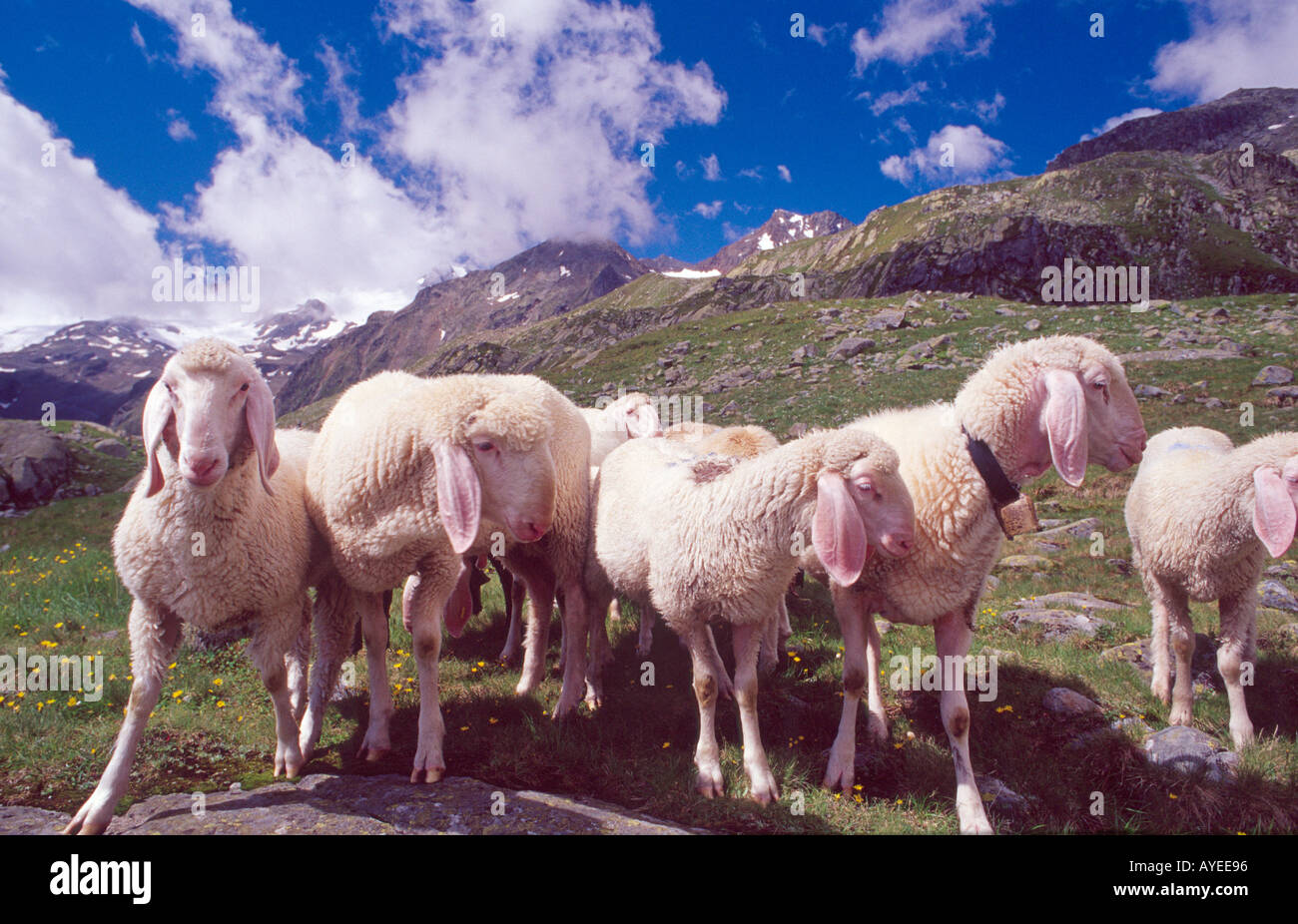 Sheep along the Stubai Hohenweg, Stubai Alps, Tirol, Austria Stock ...