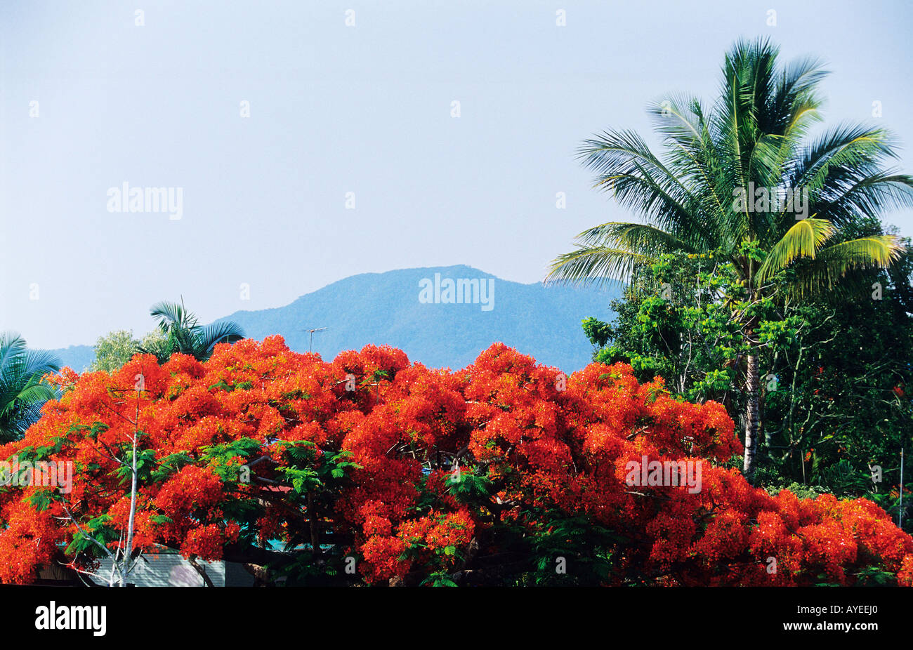 Red plant at Ingham Stock Photo - Alamy