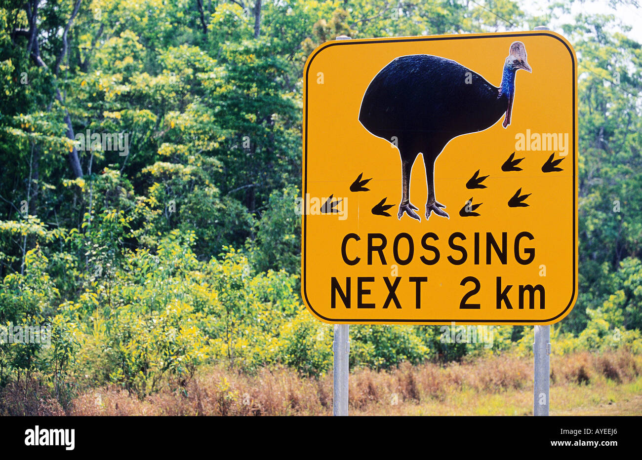 Warning signs of Cassowarys crossing along the road at Ingham Stock ...