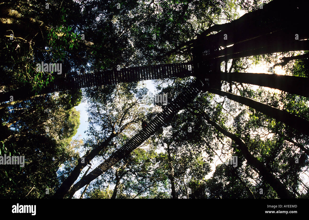 Looking up along tall trees at wooden ladder like paths in the treetop ...