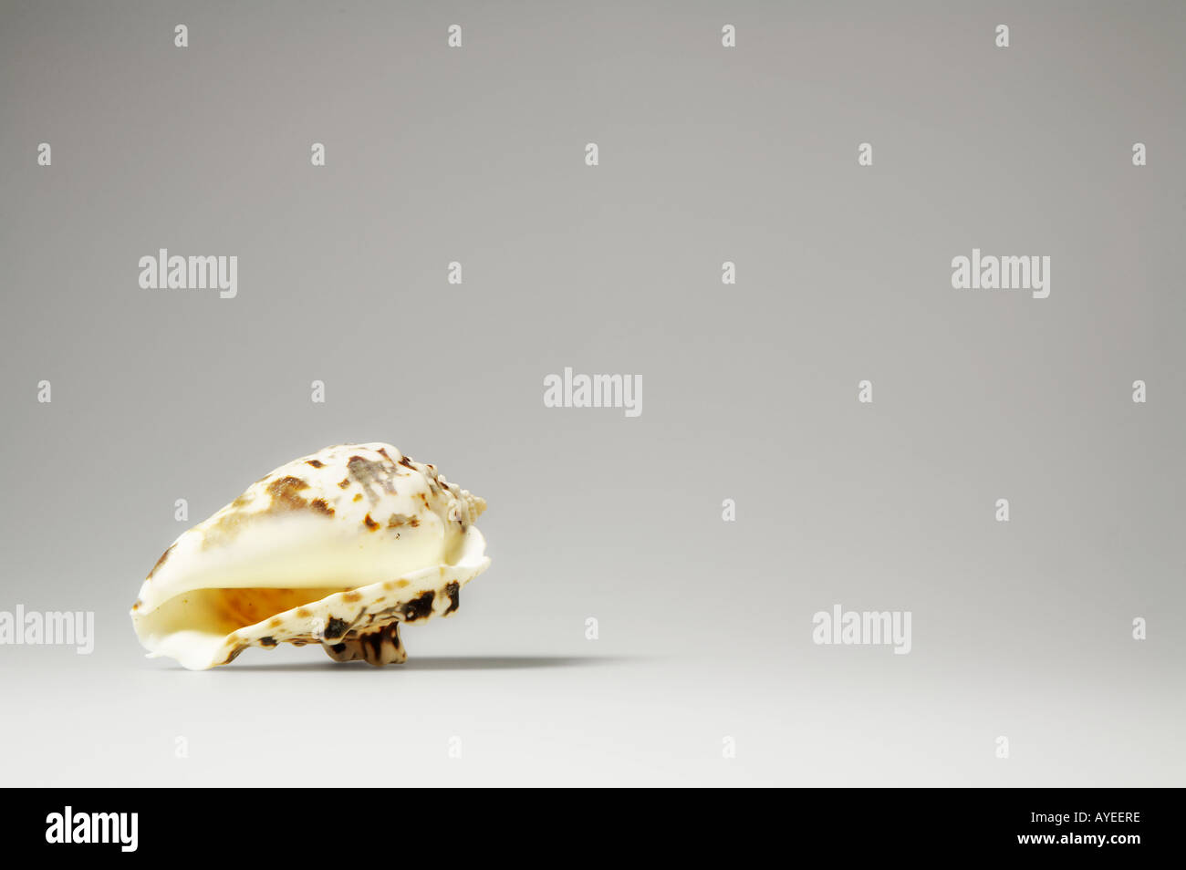 Single spiral sea shell on gradient background Stock Photo - Alamy