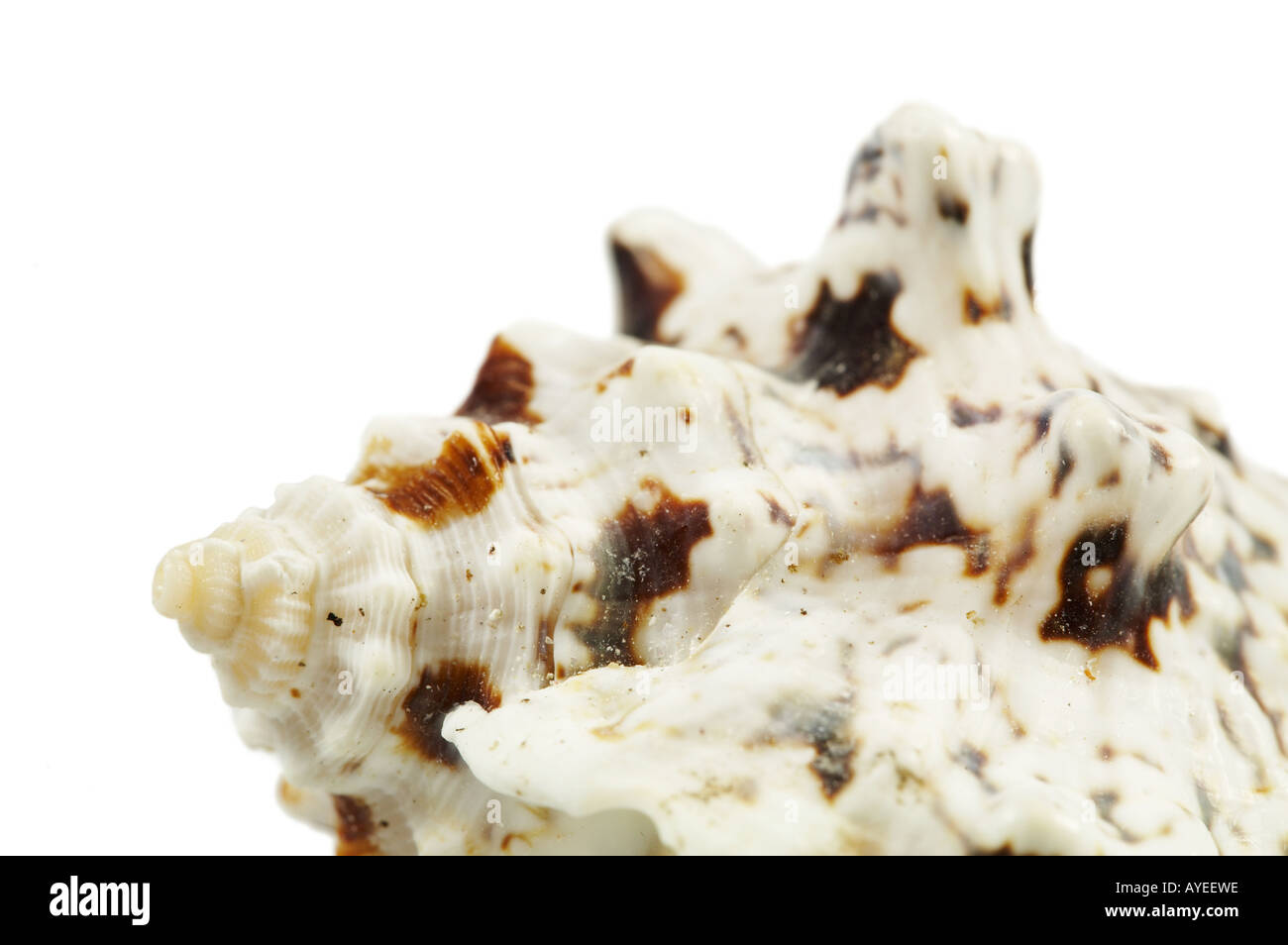 Seashell Design High Resolution Stock Photography and Images - Alamy