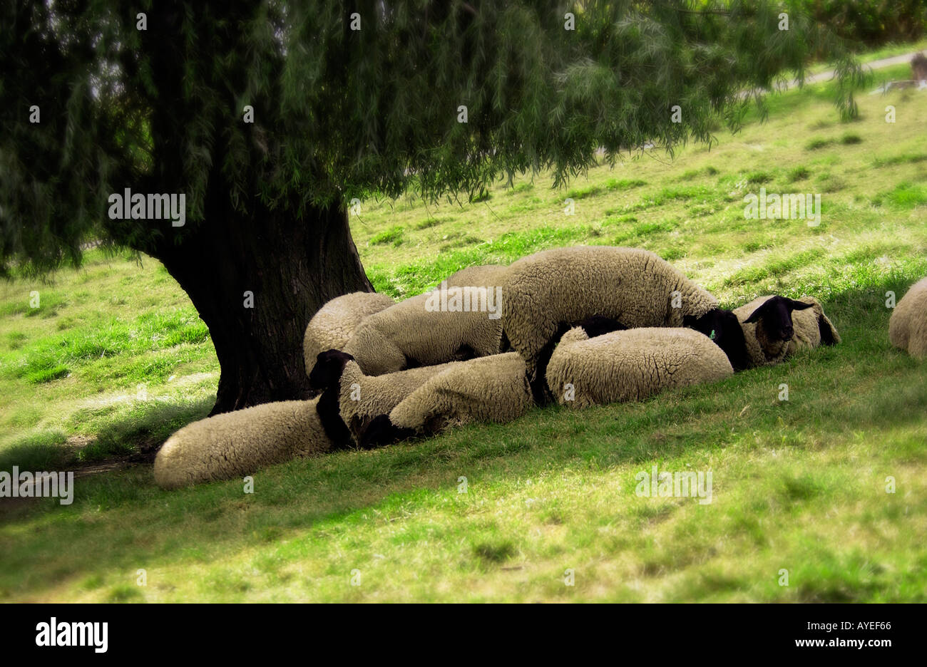Sheep resting under a tree hi-res stock photography and images - Alamy