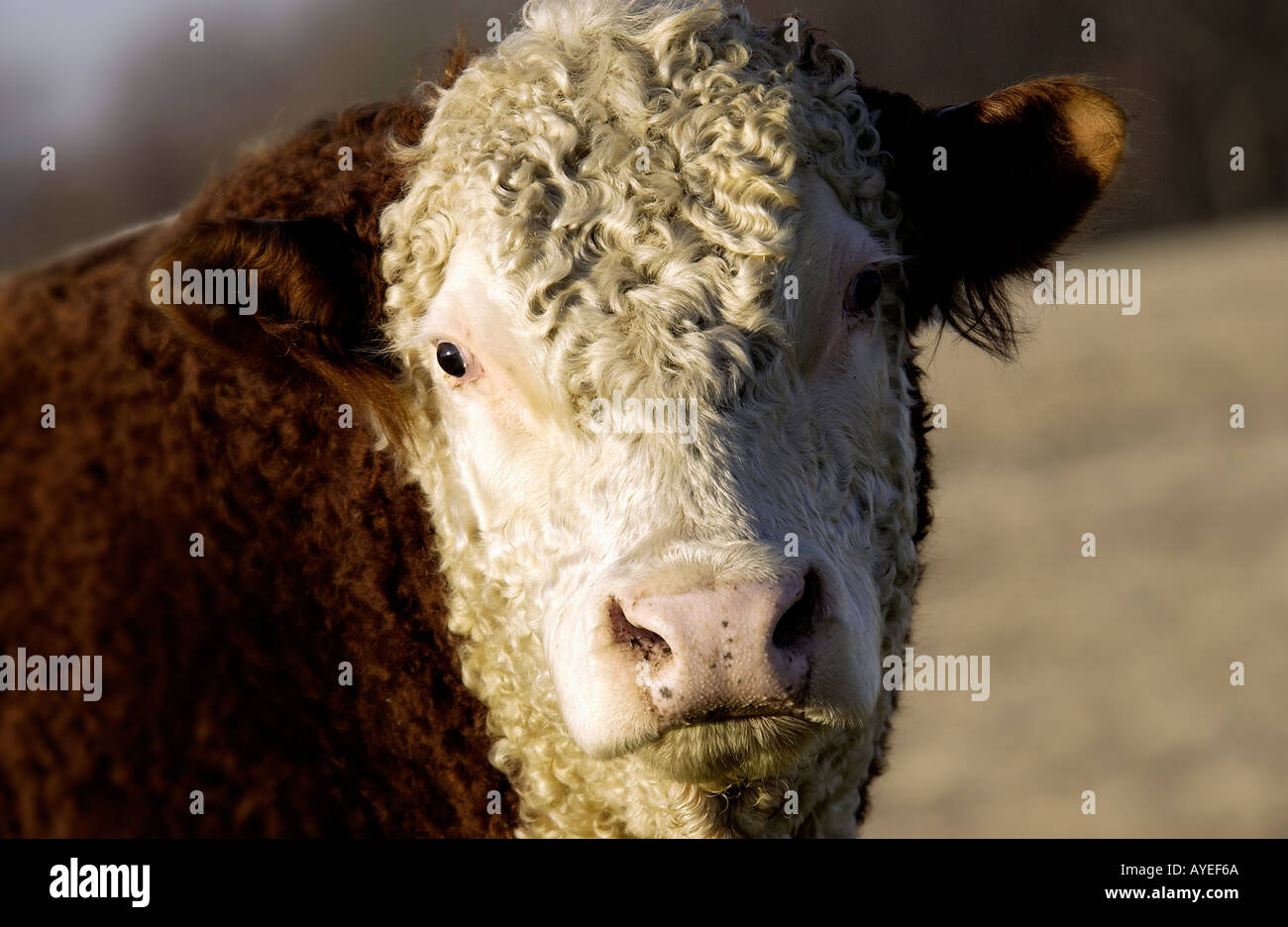 Forward facing cow hi-res stock photography and images - Alamy