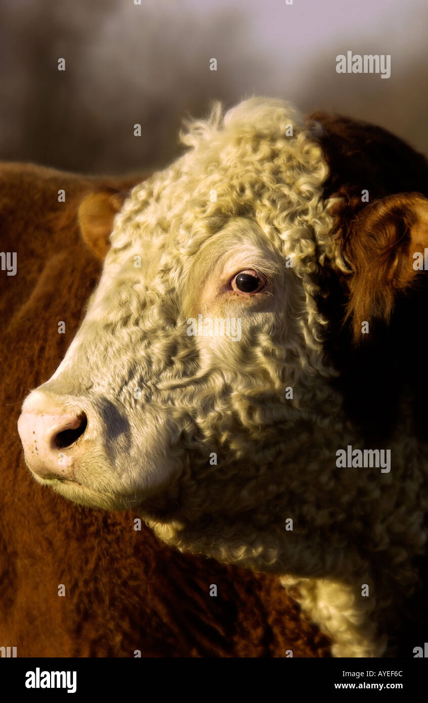 Cow head facing sideways hi-res stock photography and images - Alamy