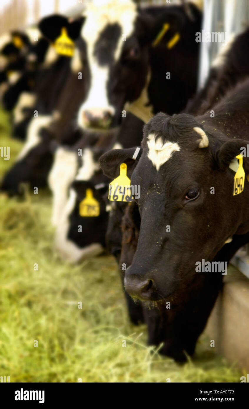 Mega dairy cows hi-res stock photography and images - Alamy