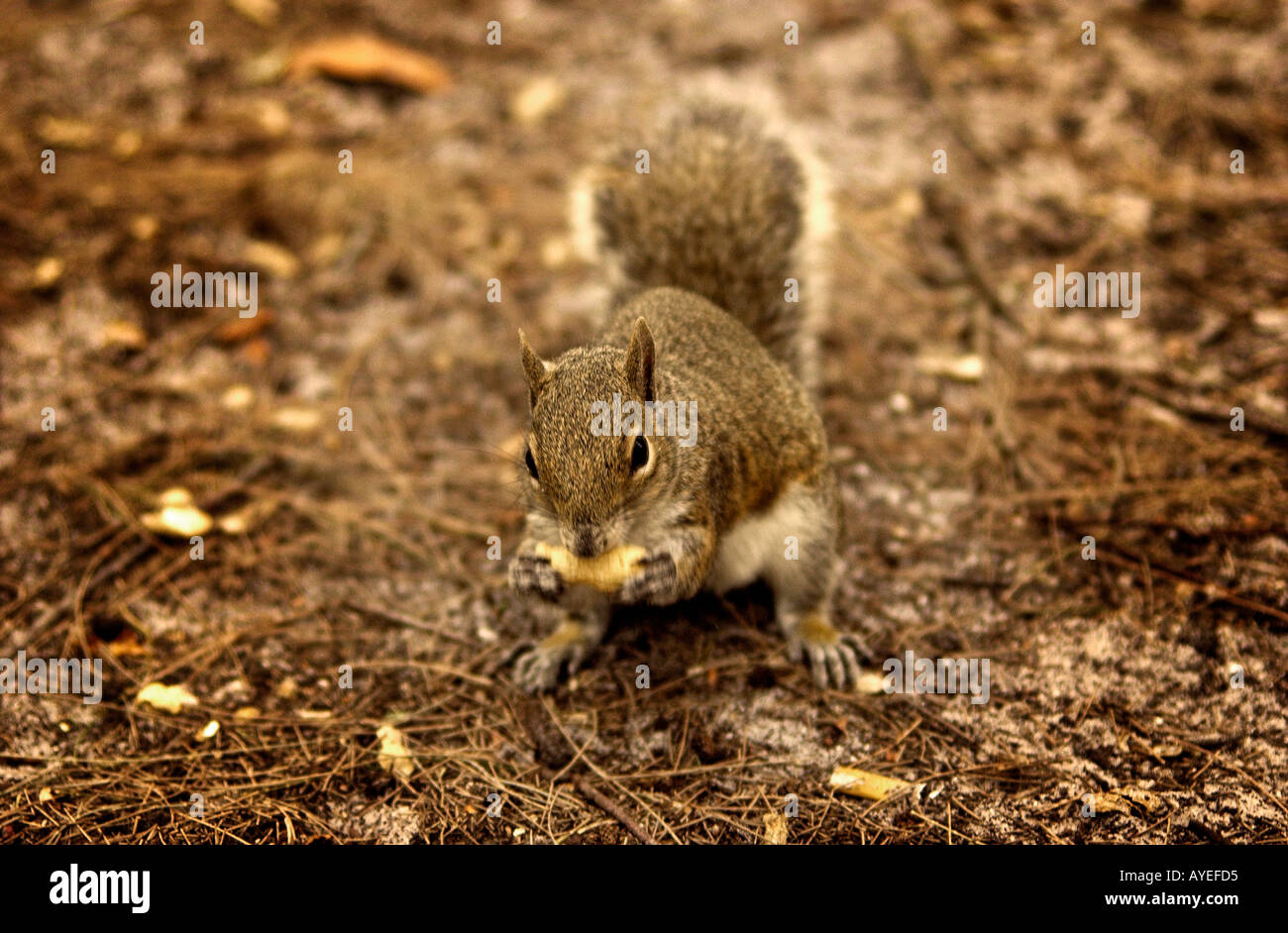 Squirrel with nut Stock Photo - Alamy