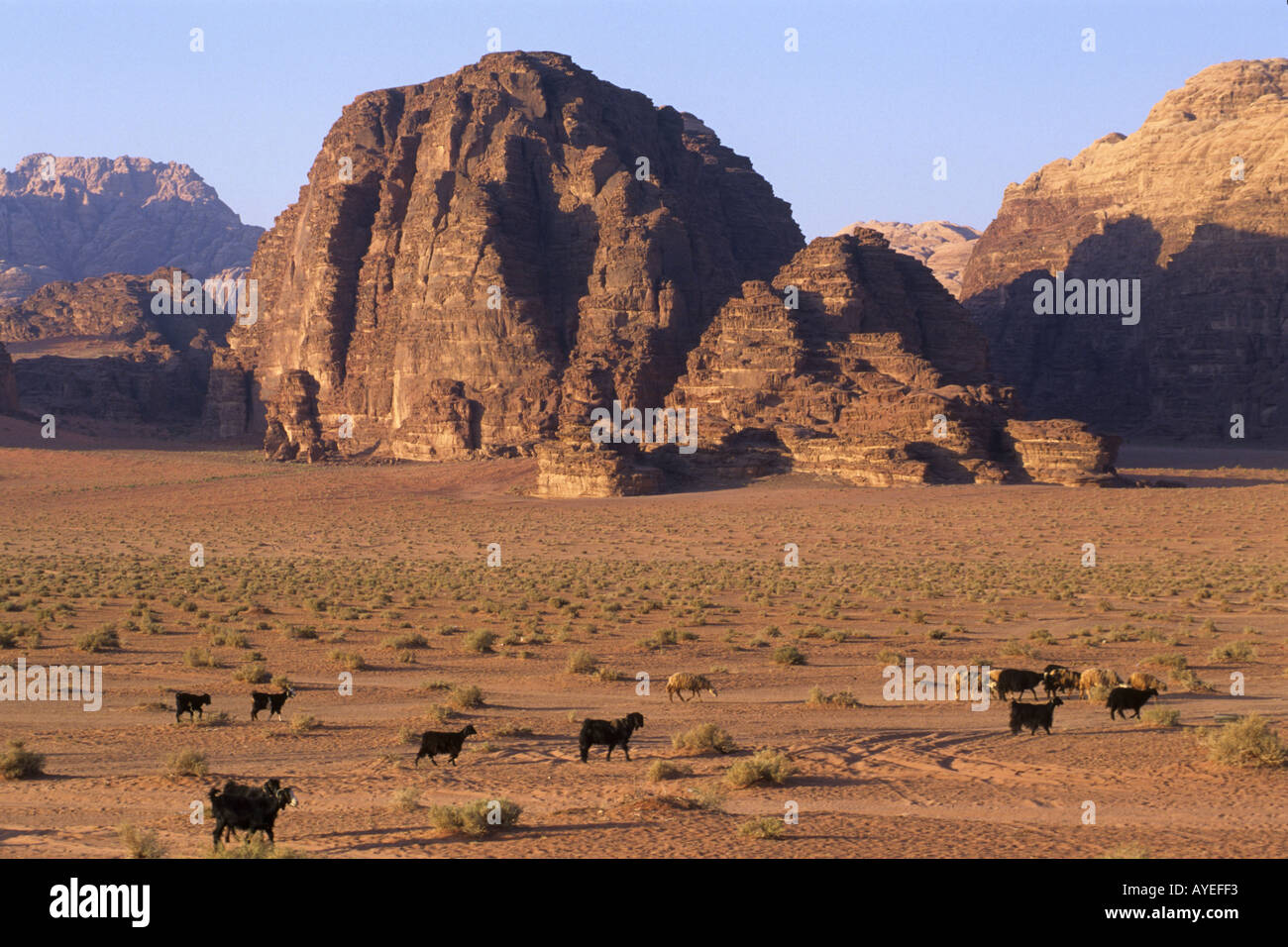 Wadi rum goats hi-res stock photography and images - Alamy