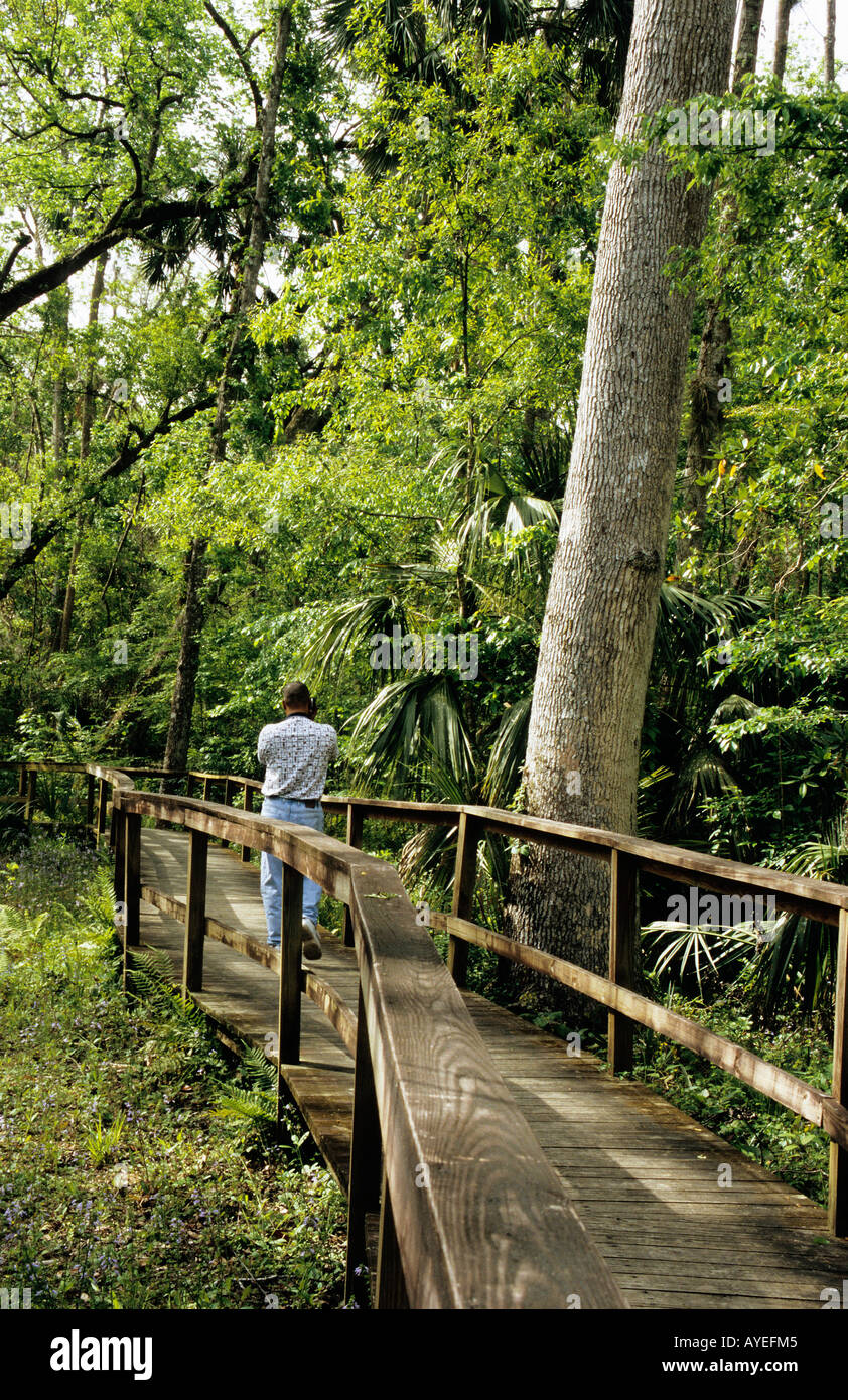 Man on Board walk of Big Tree Park Stock Photo - Alamy