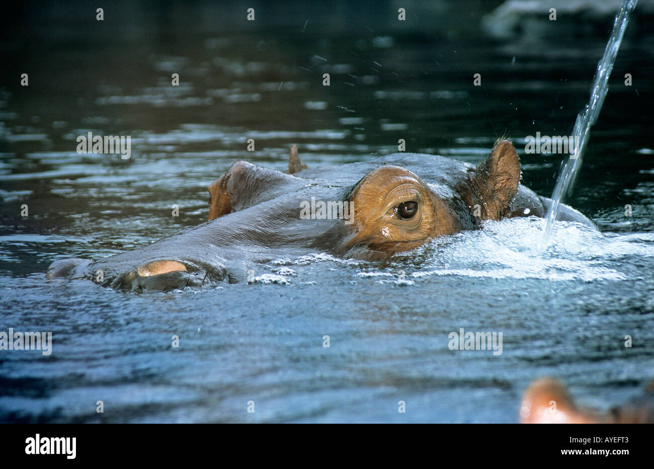 Hippopotamus in water in the hippo compound Busch Gardens Tampa Stock ...