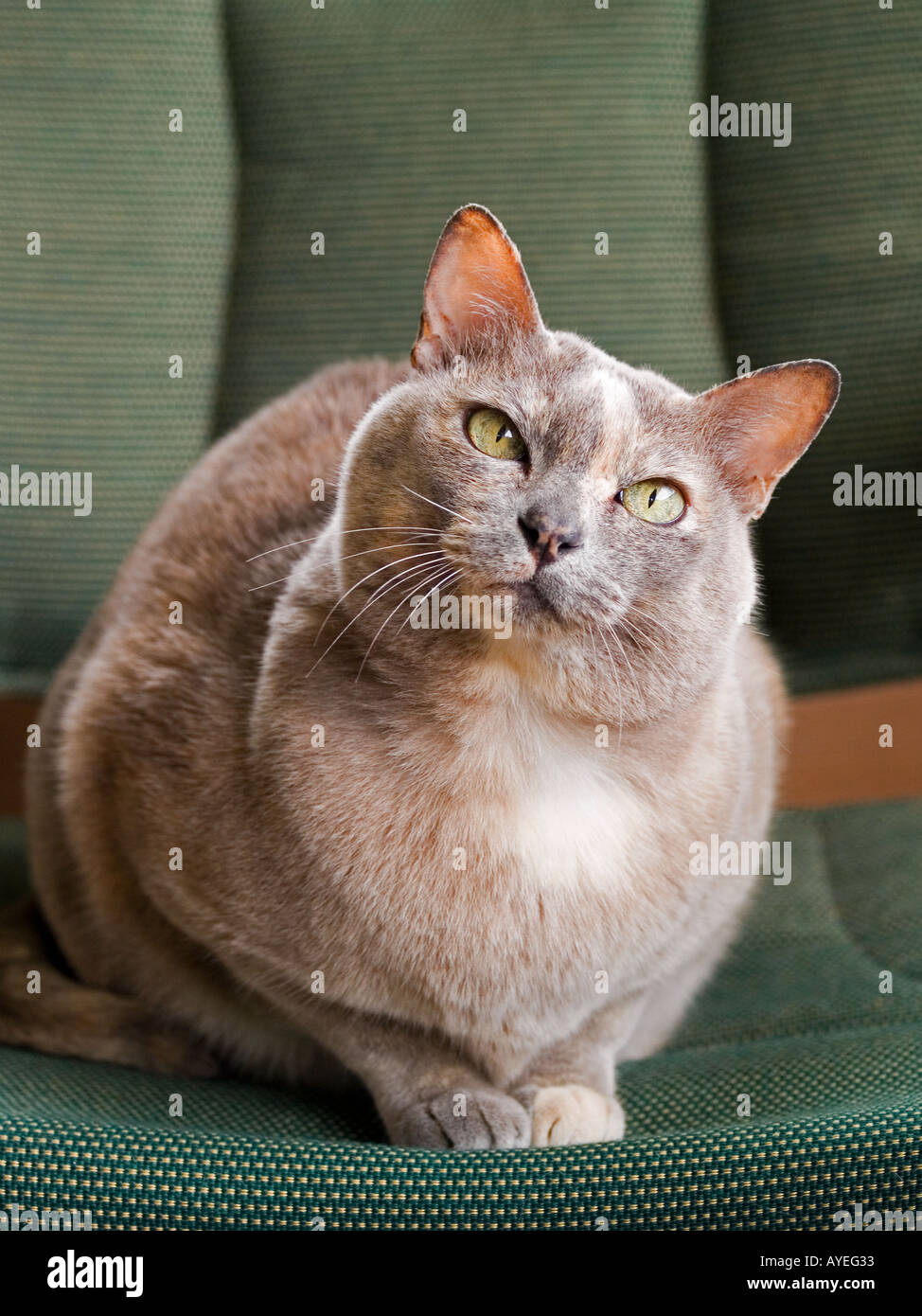 Tortoiseshell Burmese cat feline sitting on green patio balcony chair ...