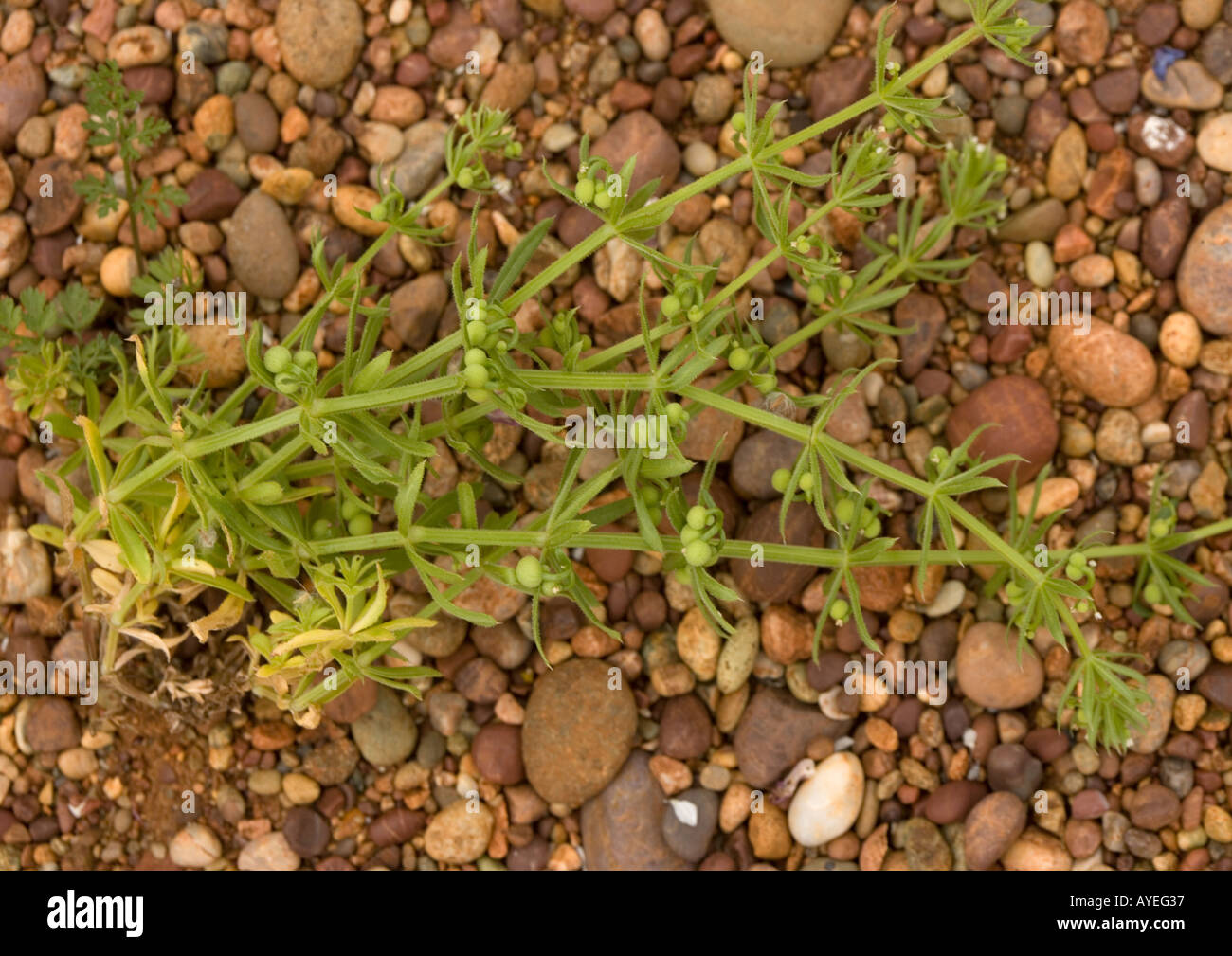 Corn cleavers (Galium tricornutum) rare cornfield weed in UK Stock ...