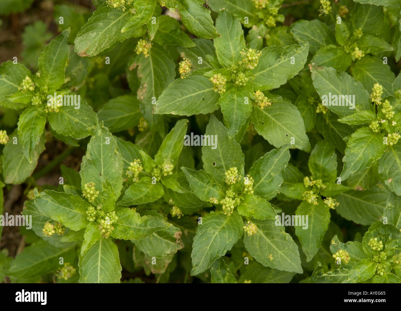 Annual mercury mercurialis annua hi-res stock photography and images ...