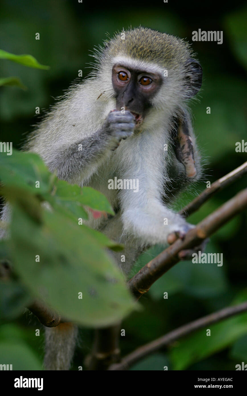 A Vervet monkey from South Africa Stock Photo - Alamy