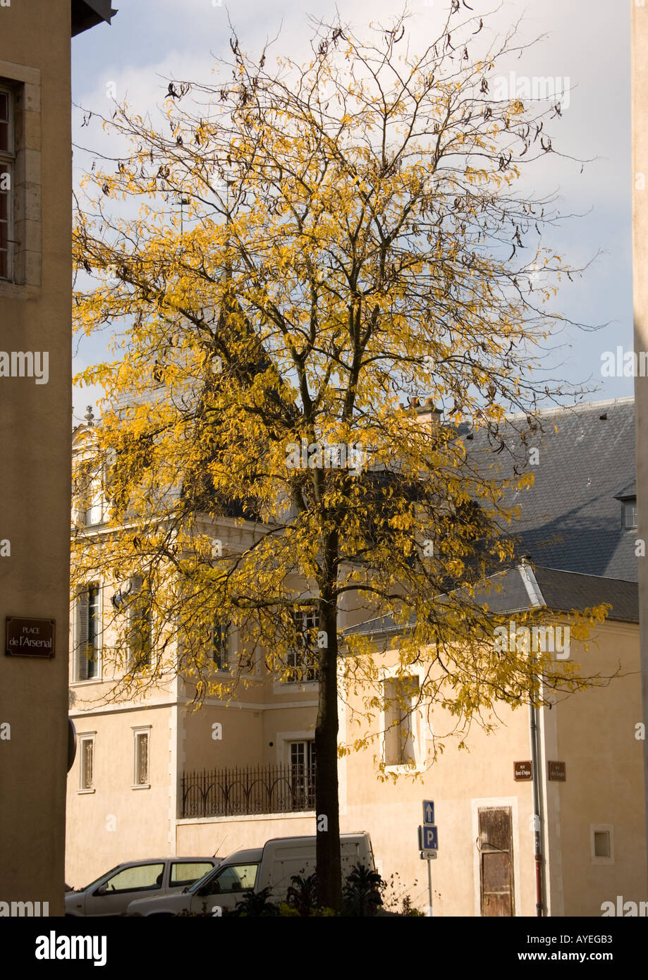 False acacia tree in autumn colour in medieval part of Nancy Stock ...