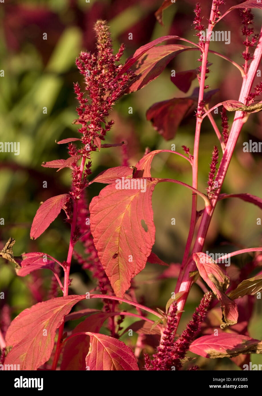 Amaranthus paniculatus hi-res stock photography and images - Alamy