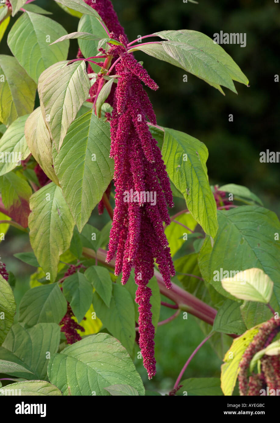foxtail amaranth, Amaranthus caudatus Stock Photo - Alamy