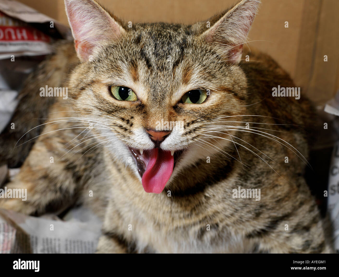 Panting hi-res stock photography and images - Alamy