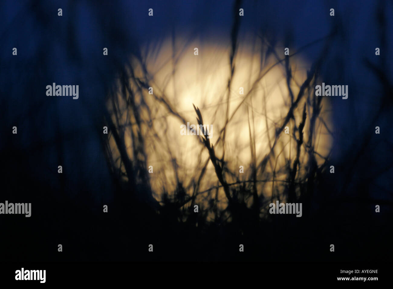 Moon and stems hi-res stock photography and images - Alamy