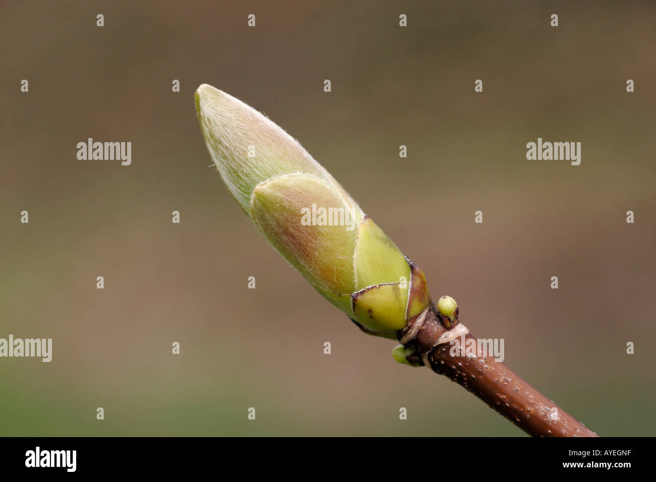 BUD OF A SYCAMORE TREE Acer pseudoplatanus Stock Photo - Alamy