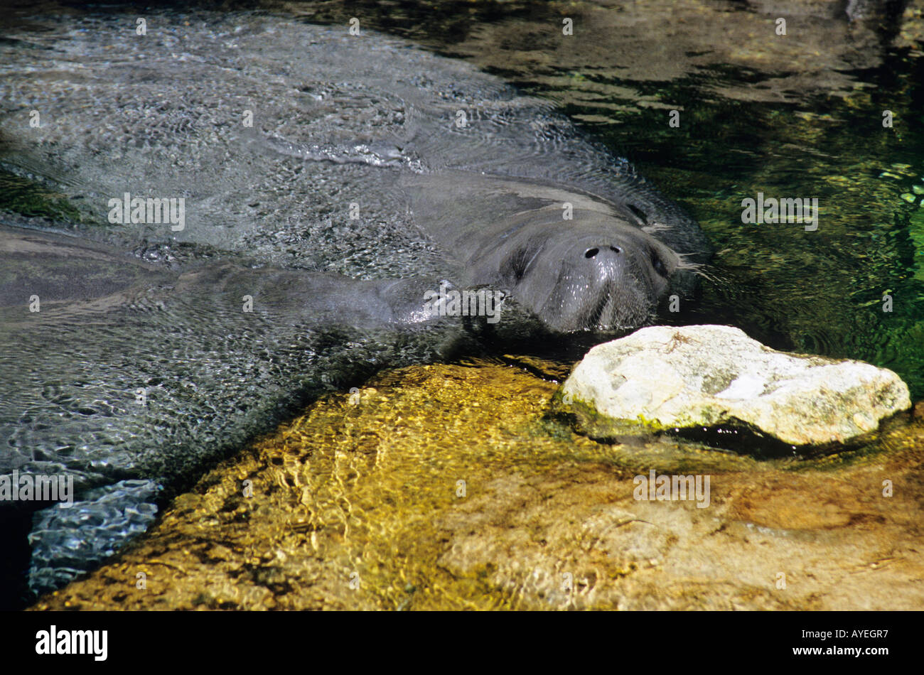 Manatee Pool at Sea World Orlando Stock Photo - Alamy