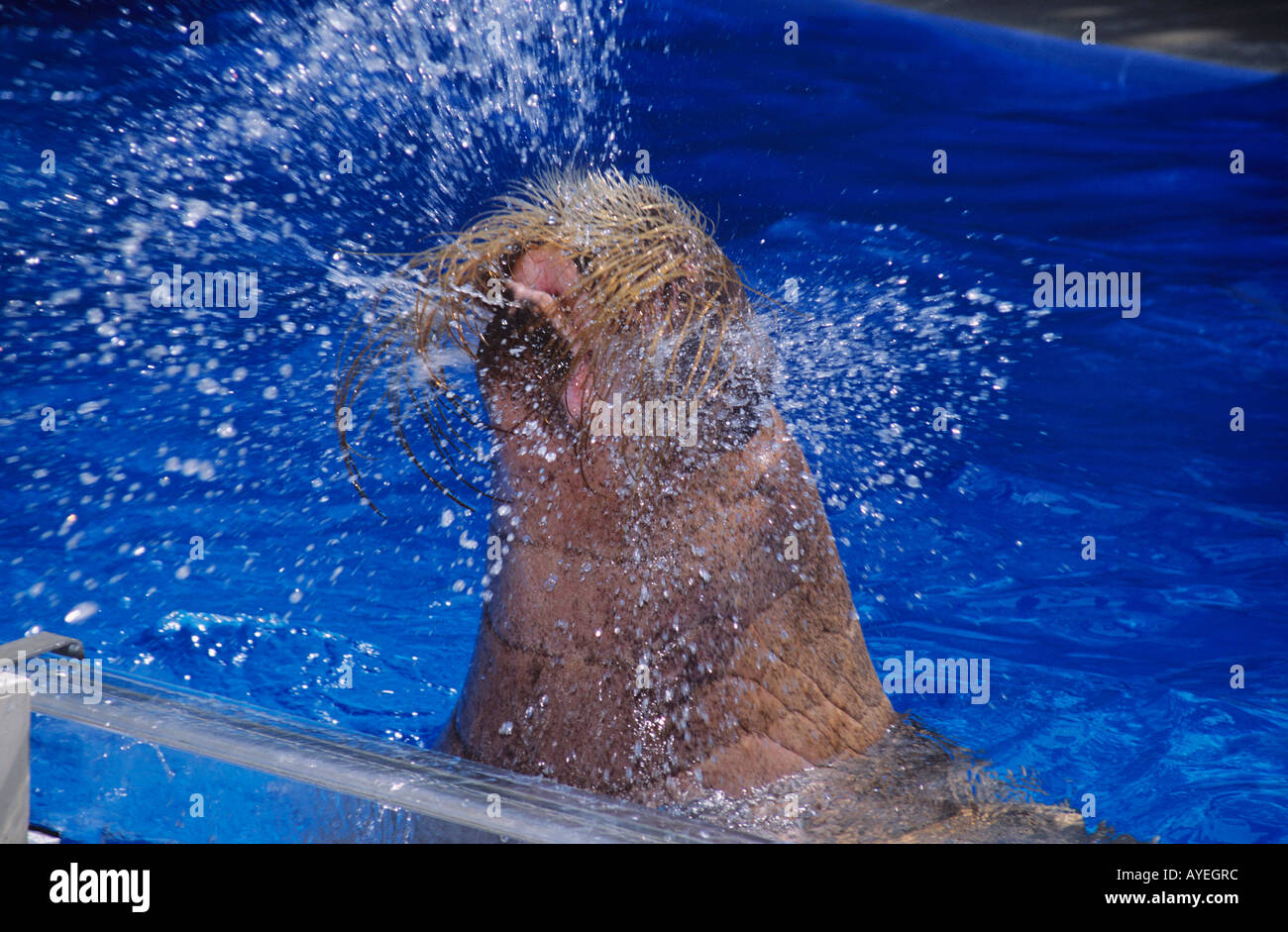 Sea show hi-res stock photography and images - Alamy
