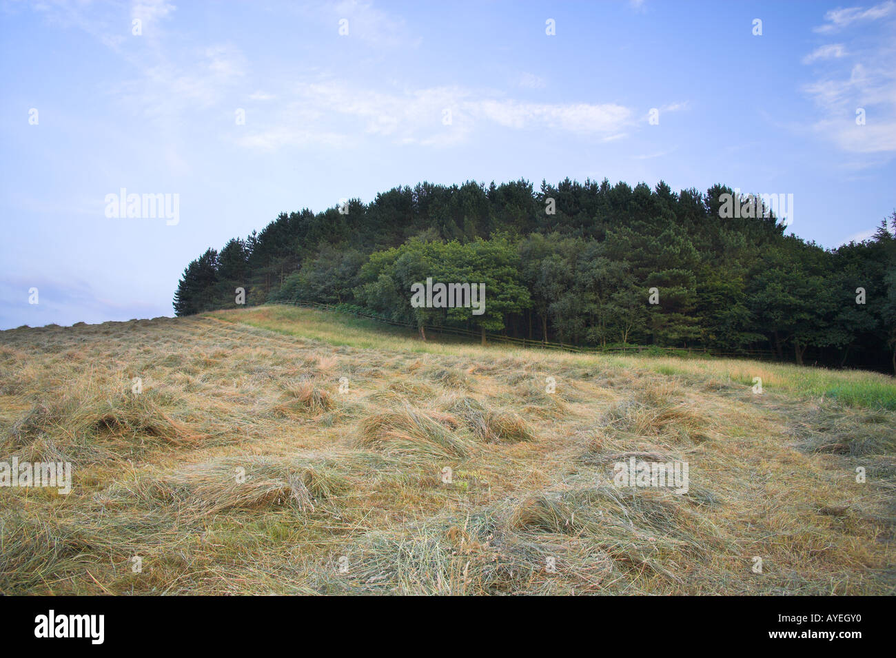 Healy Nab wood Summer Lancashire UK Stock Photo - Alamy