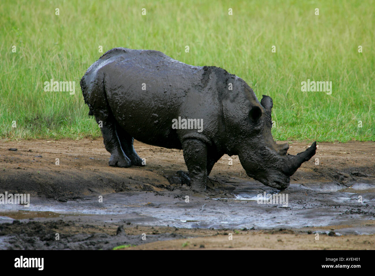 A white rhino at a water hole Stock Photo - Alamy
