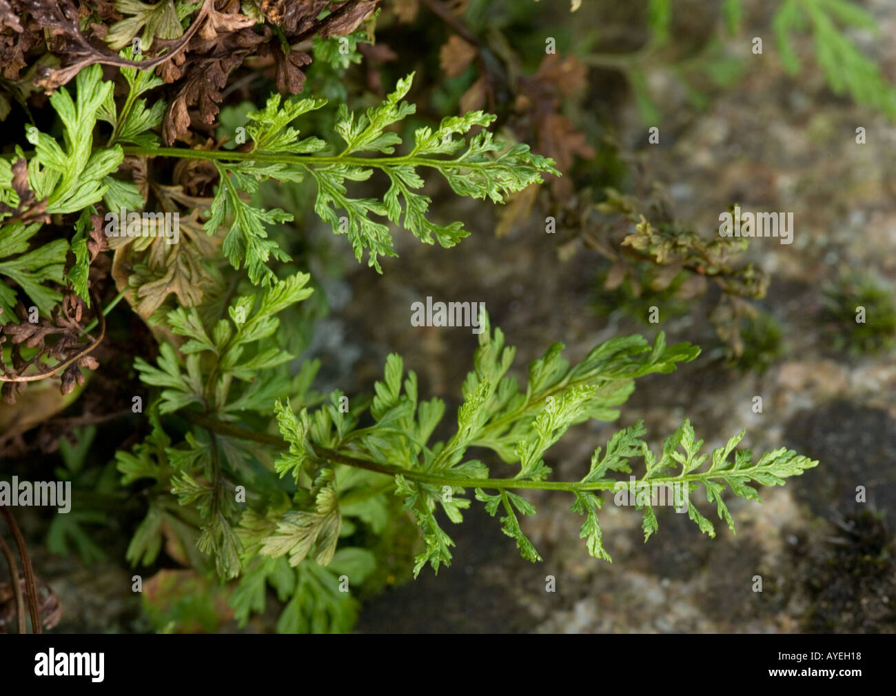 Alpine woodsia (Woodsia alpina) rare alpine fern Stock Photo - Alamy
