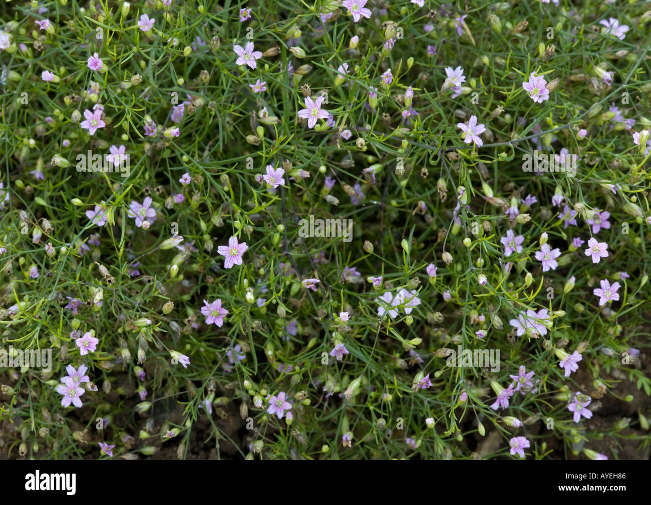 Gypsophila Muralis High Resolution Stock Photography and Images - Alamy