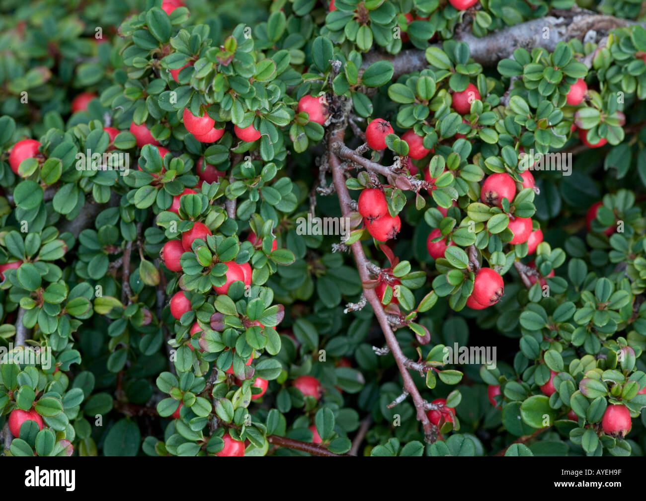 A himalayan cotoneaster Cotoneaster congestus also widely naturalised ...